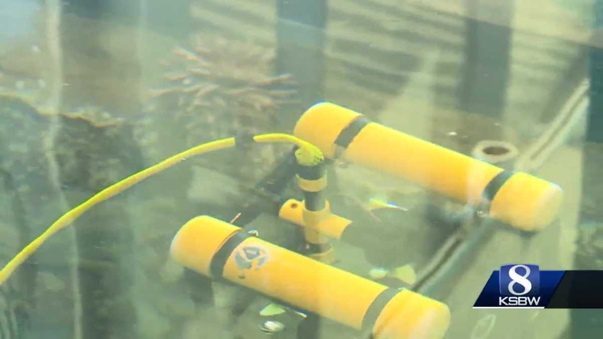 National Marine Sanctuary system celebrates 50th anniversary