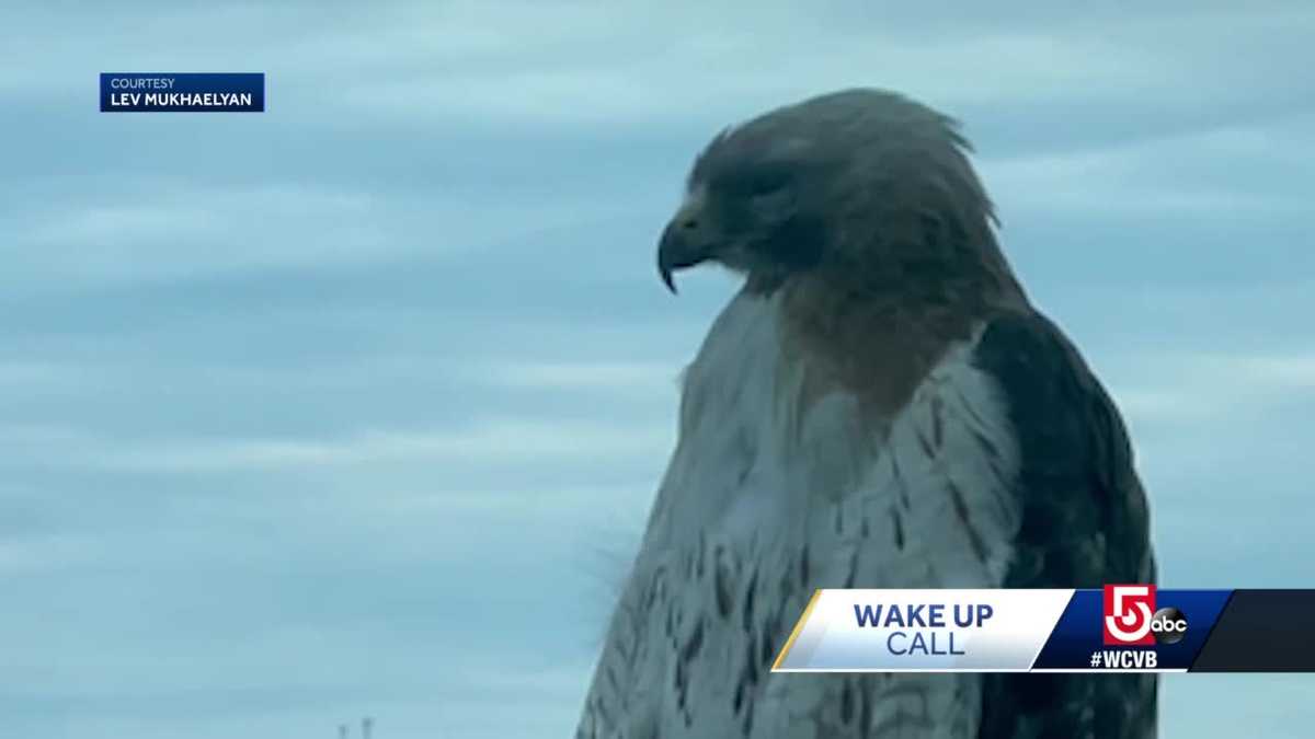 Wake up call: Peregrine falcon over Boston