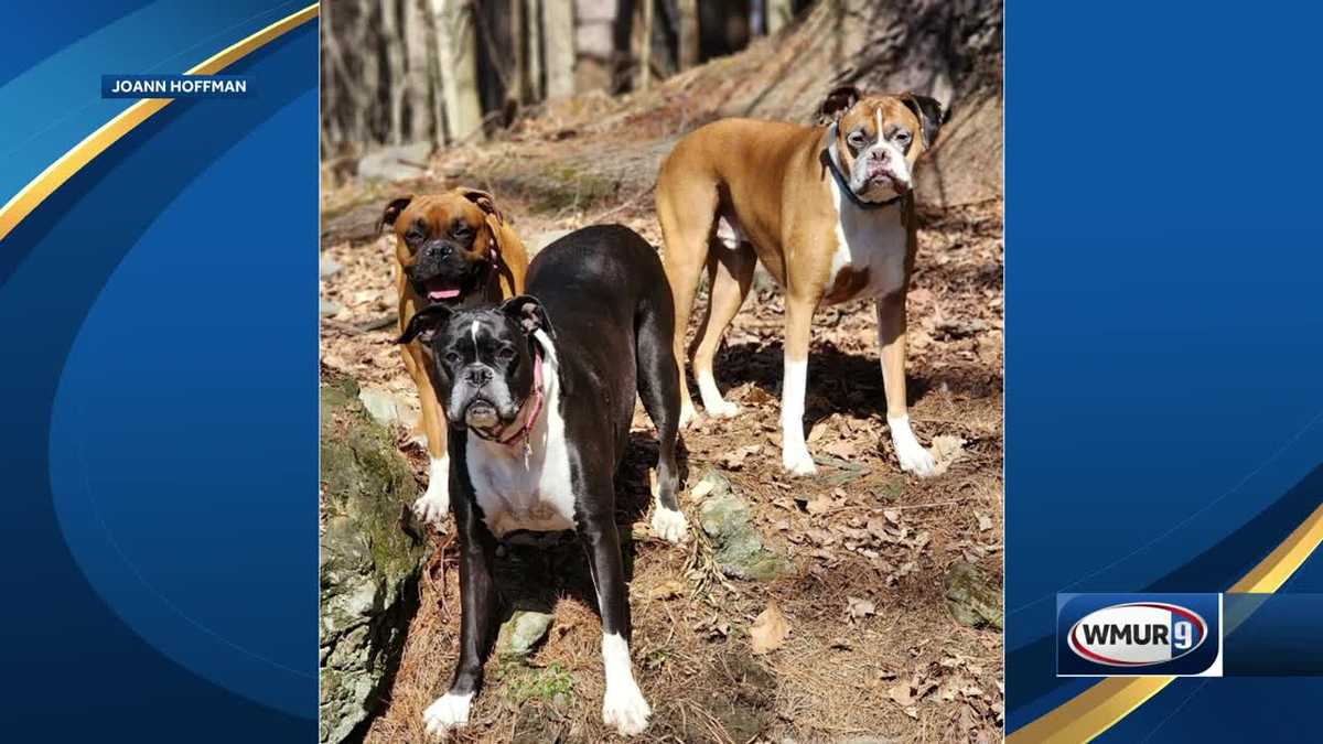 u local New Hampshire hot shot: Trio of boxers pose for photo