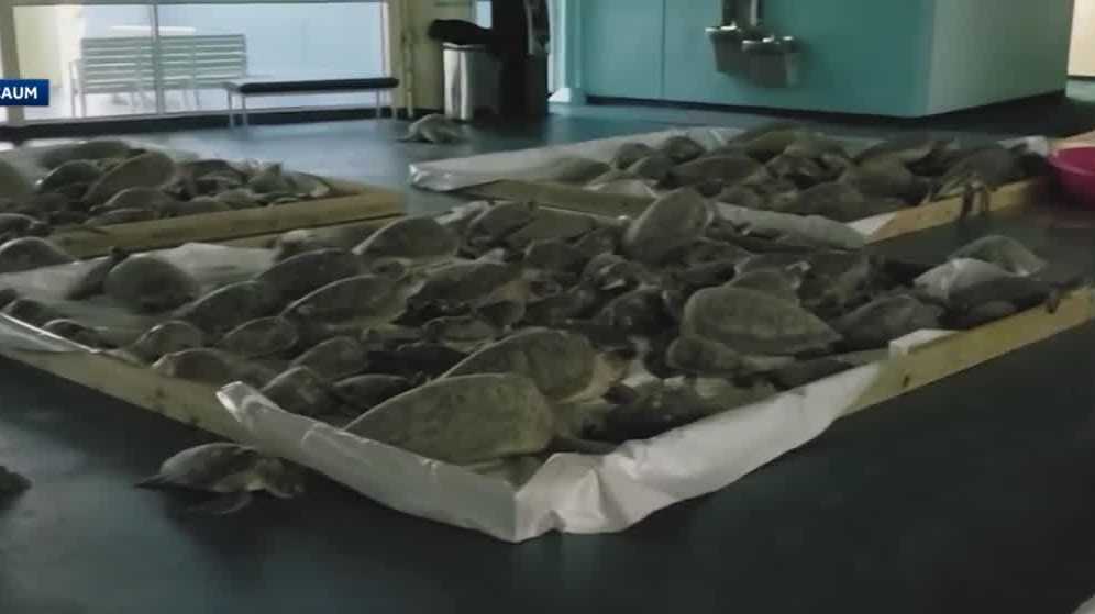 Volunteers rescue hundreds of turtles from frigid temperatures