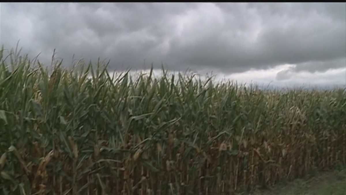 Rains drown out corn prices for farmers