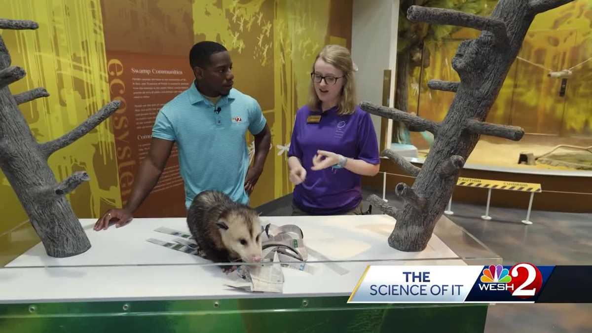 The Science of It: Max the Oppossum