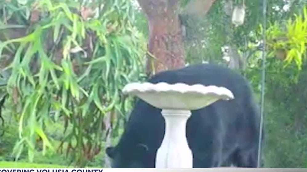 Bear sighting caught on video in DeBary