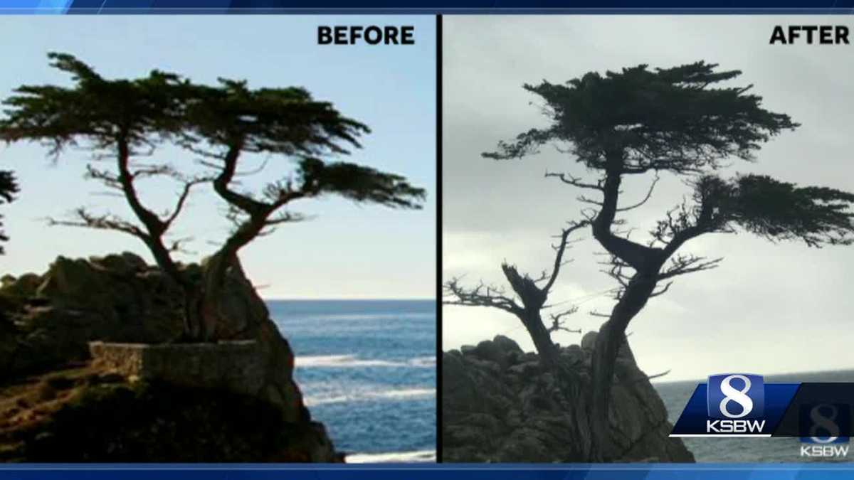 Iconic Pebble Beach tree "Lone Cypress" loses a limb