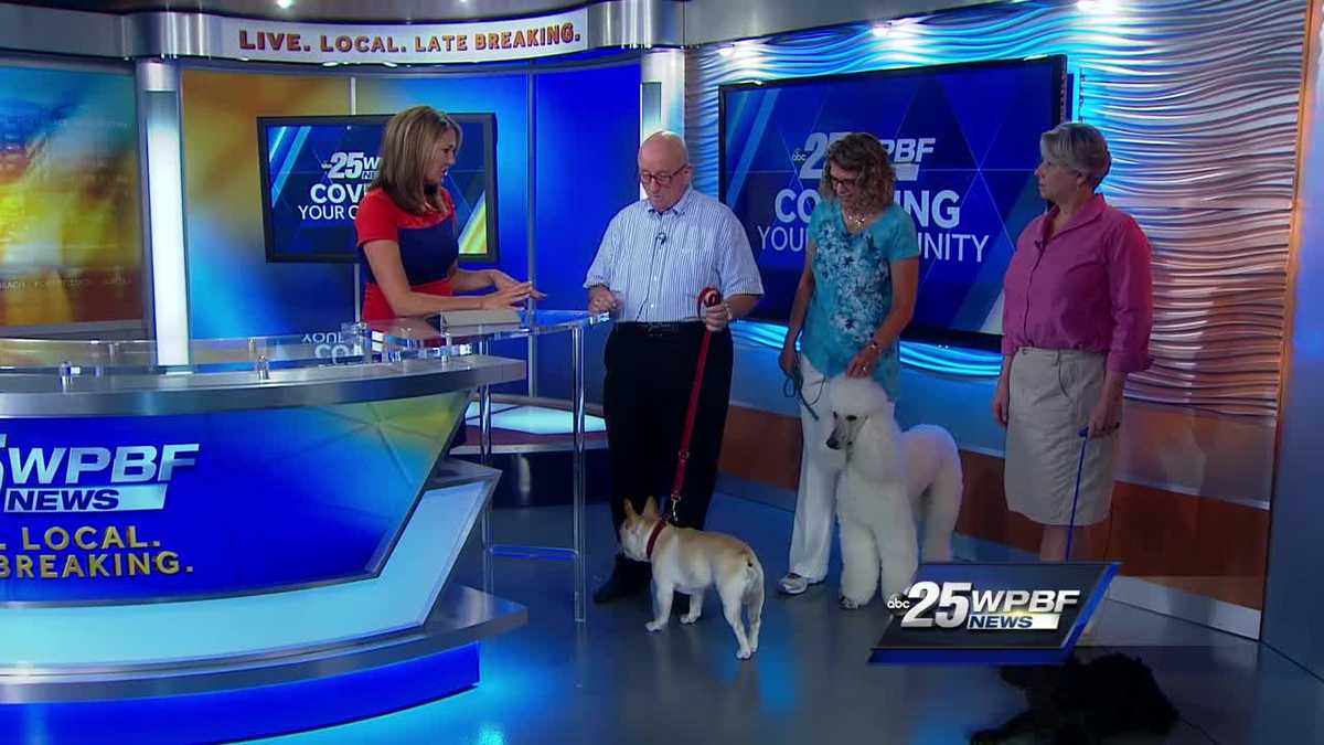 Local Dog clubs hosting AKC sponsored dog show