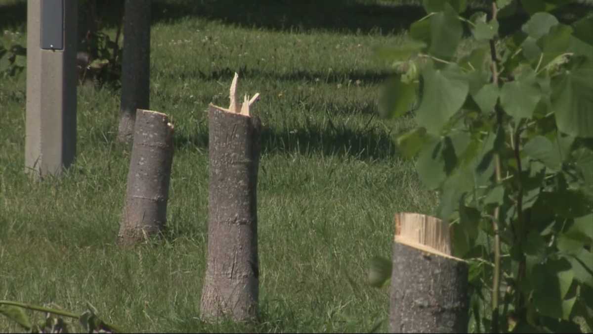 Trees cut down by vandals in South Boston