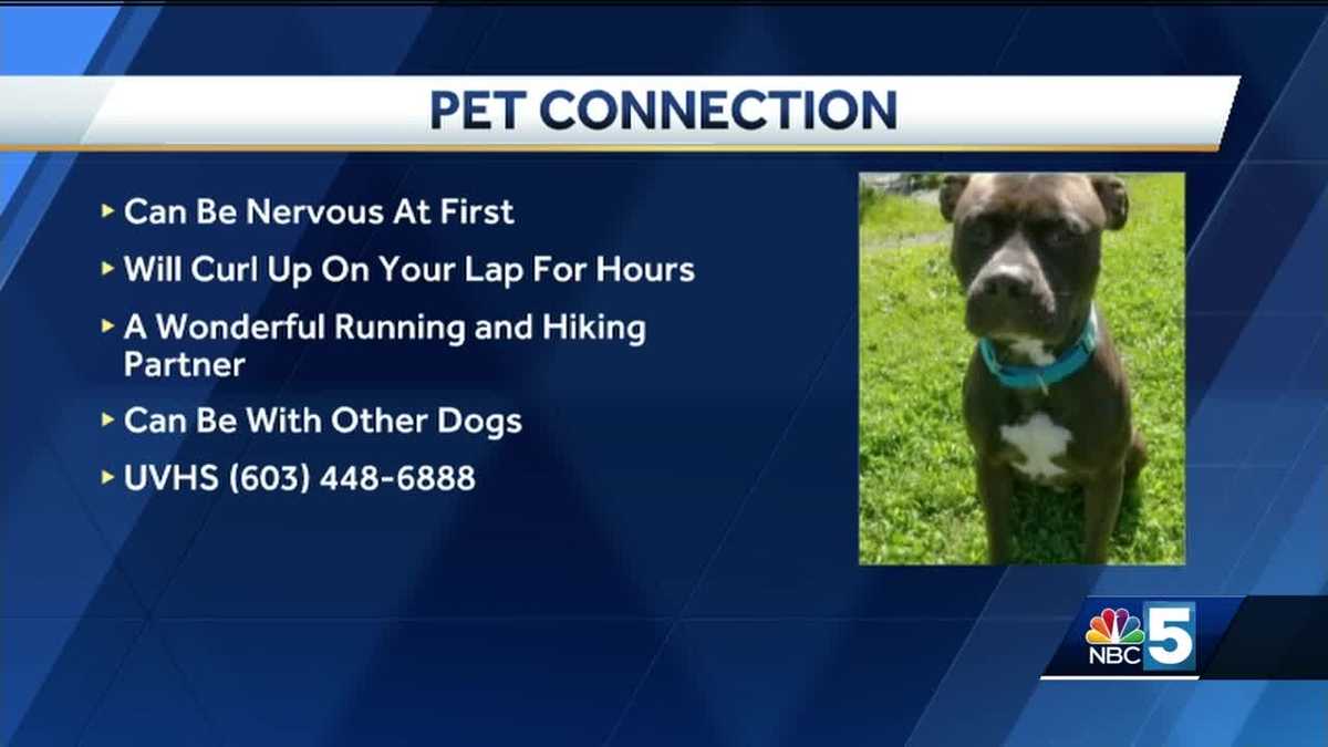 Pet Connection: 8-2-18