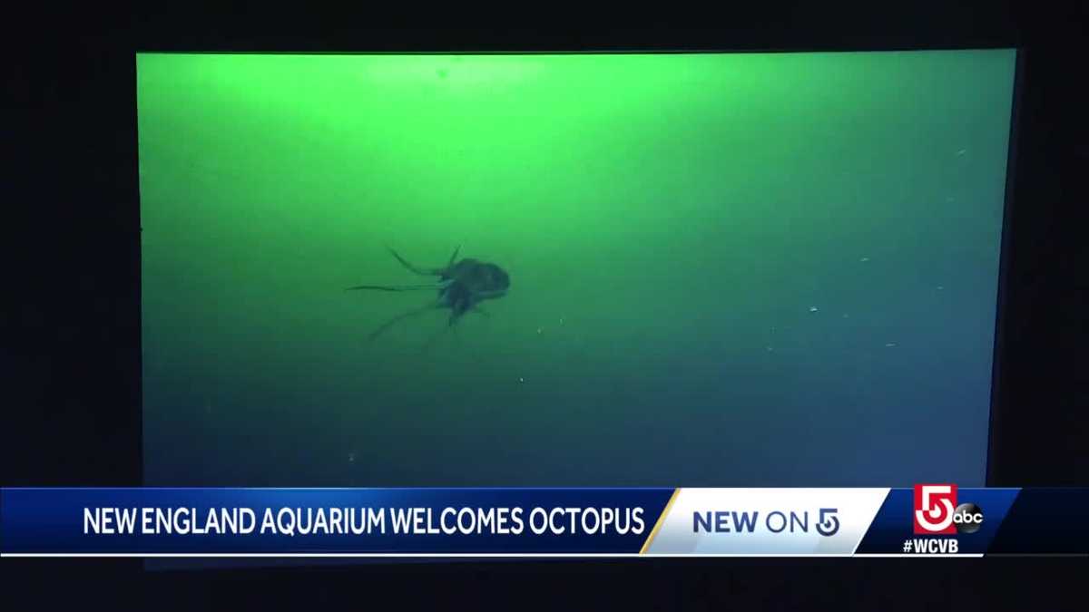 Aquarium gets new resident