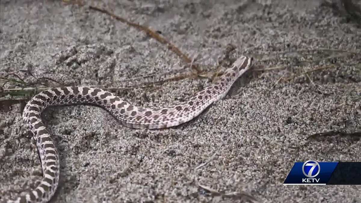 Learning about snakes at Schramm Park Education Center