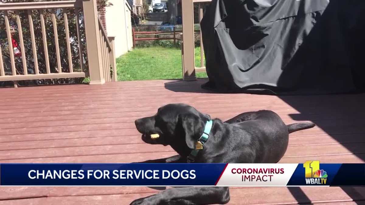 Coronavirus pandemic forces service dogs to adjust to social distancing ...