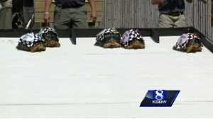 Animal Stories with Dan Green: The Zoopolis 500