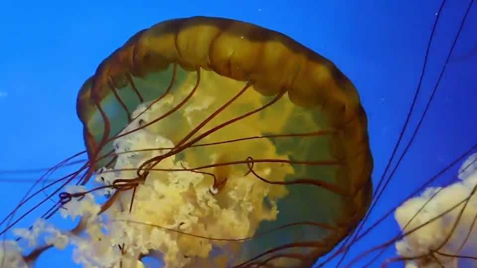 Jellyfish sting season is heating up: what not to do if stung