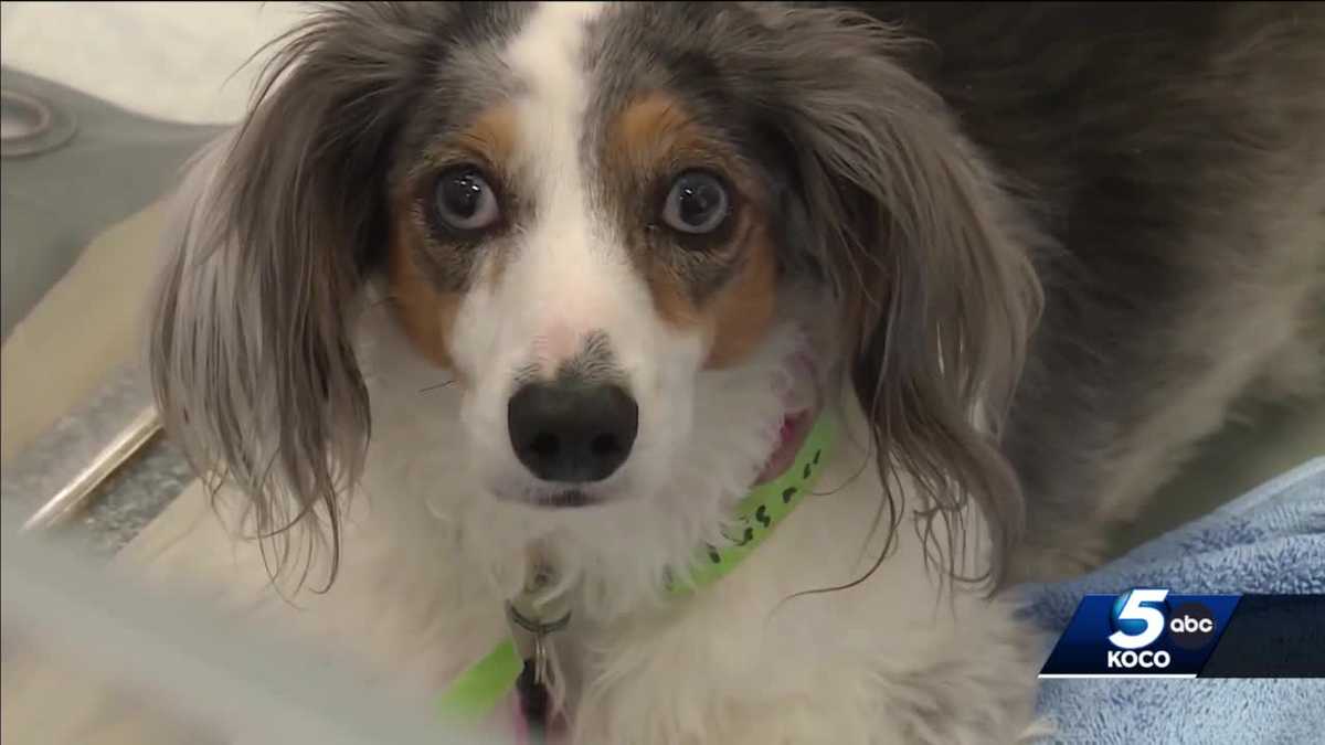 Oklahoma businesses take action amid contagious dog virus