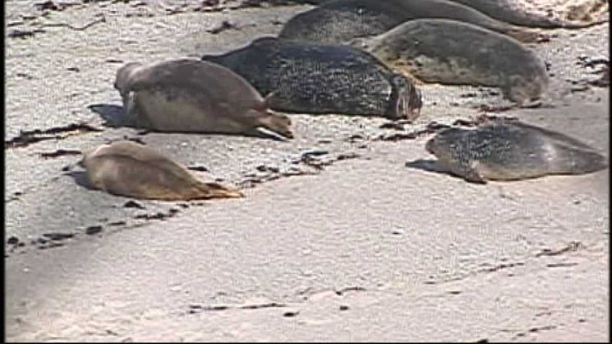 Seal pupping season begins in Pacific Grove