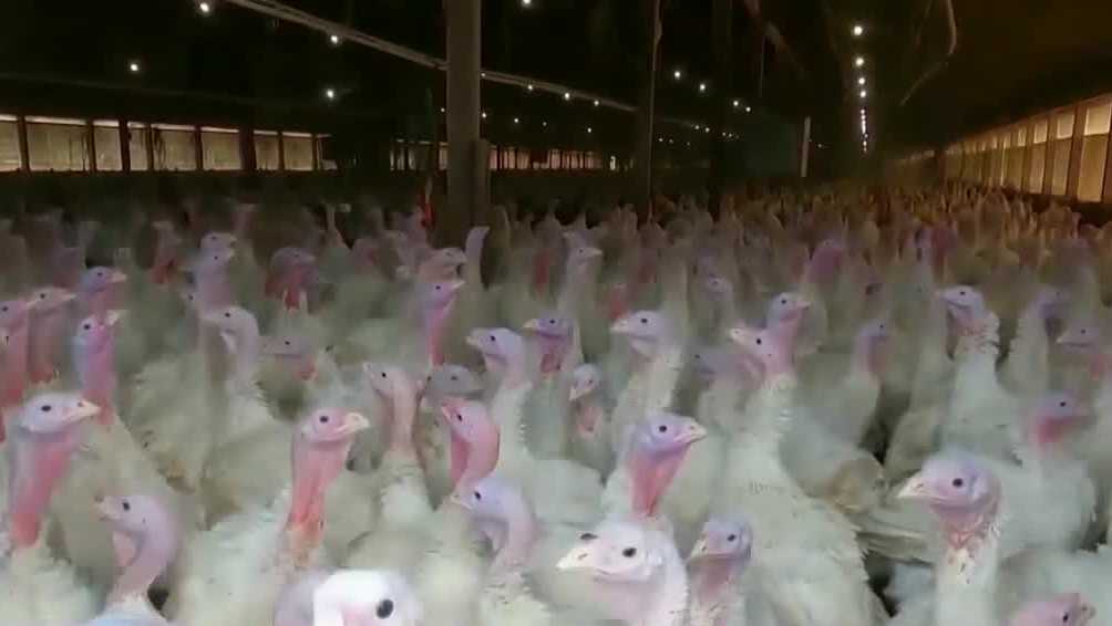 Mike Naig: Bird flu restrictions lifted at 3 Iowa poultry farms