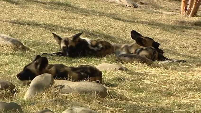 Painted Dog Keeper discusses their individual personalities