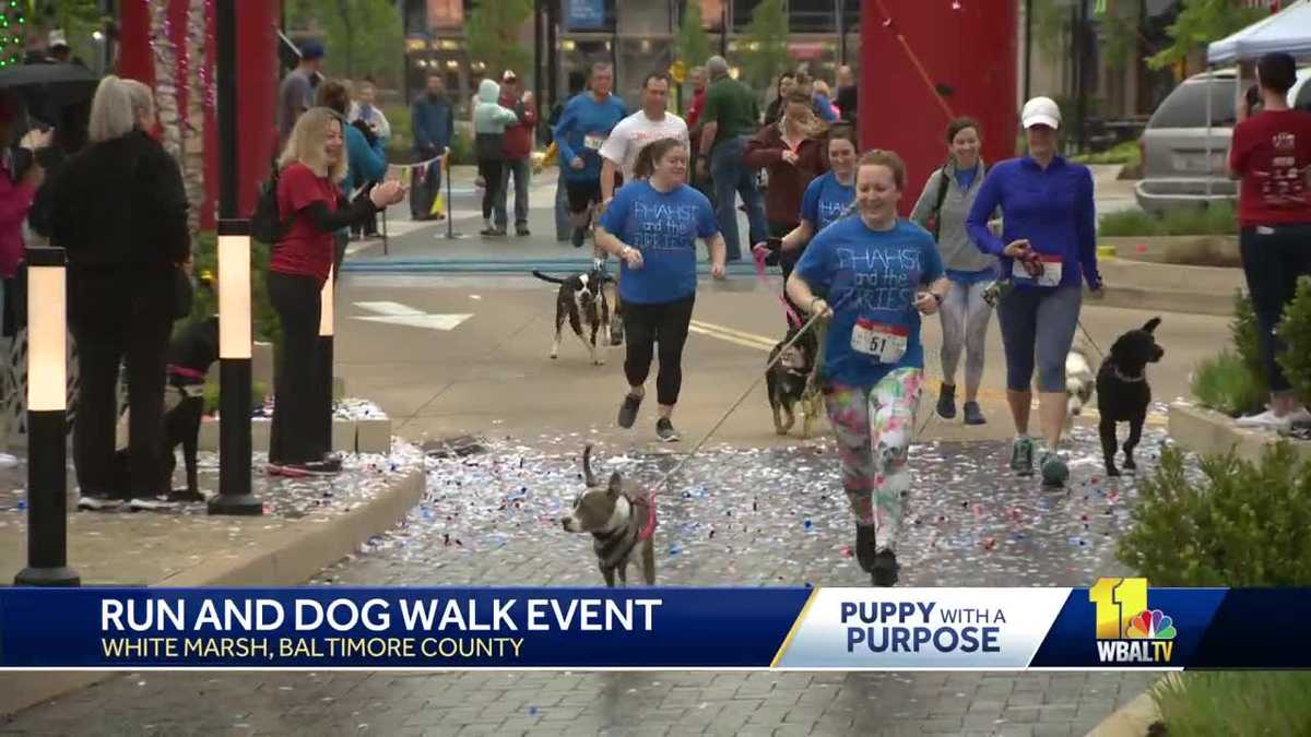 Run and Dog Walk benefits America's Vet Dogs