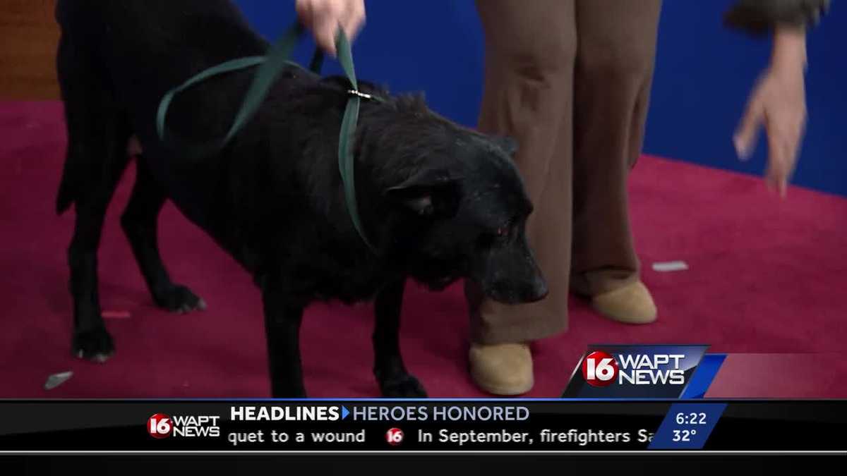 Pet of the Week: Howie the Dog