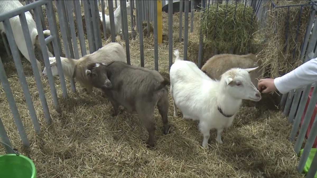 Rookie 'Farm Show' Goats: Meet Coco, Buttercup and Caramel