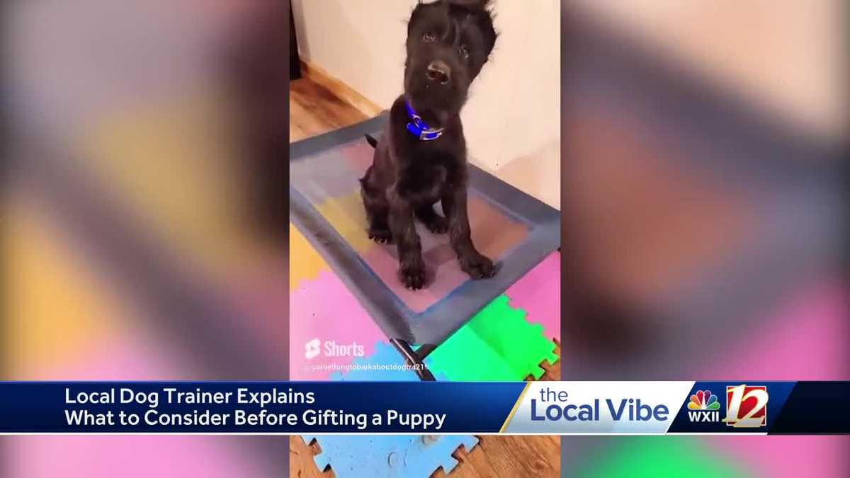 Local dog trainer explains what to consider before gifting a puppy