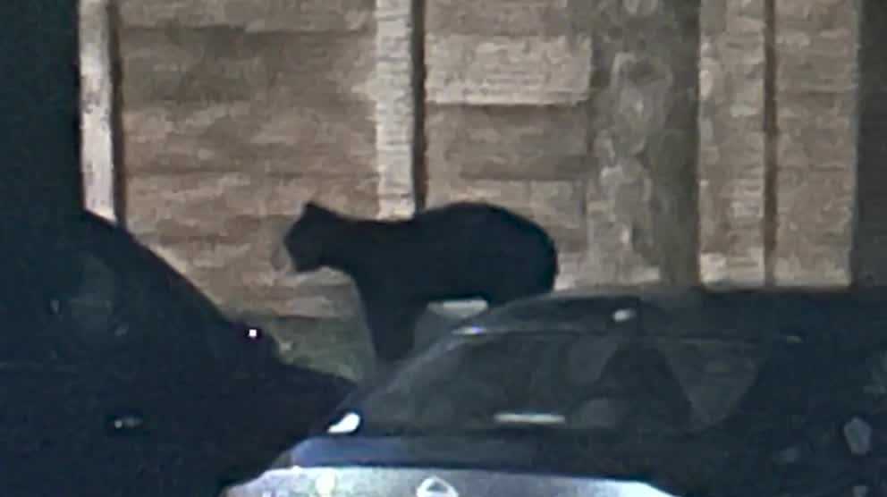 FGCU students spot bear digging through trash bin