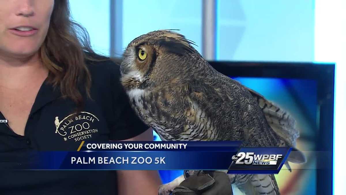 Owl visits WPBF 25 News studio