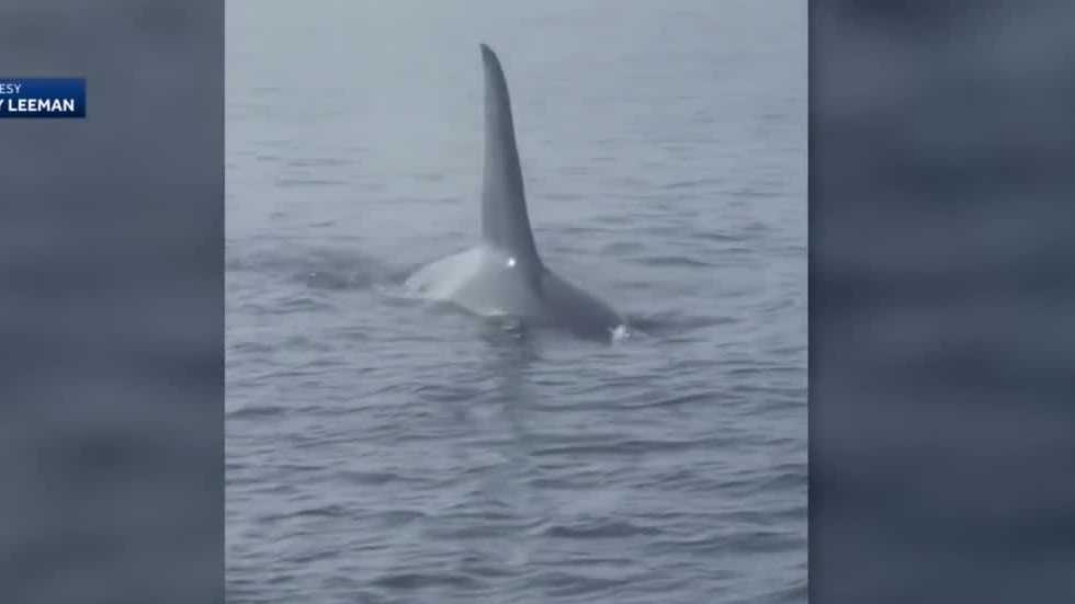 Fishing crews spot orca off Massachusetts coast