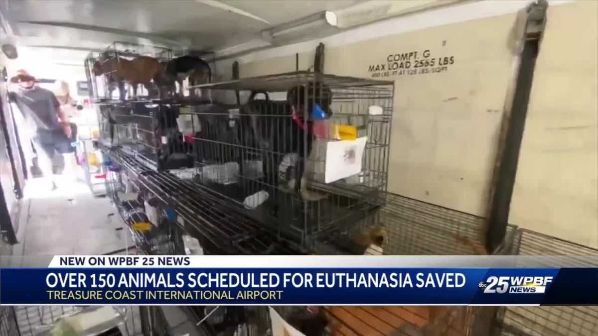 150 dogs rescued from Virgin Islands