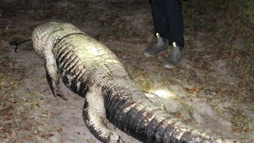 FWC kills gator responsible for death of 61-year-old woman
