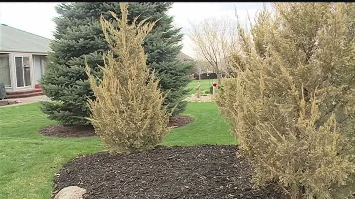 Homeowners seeing evergreen growing problems