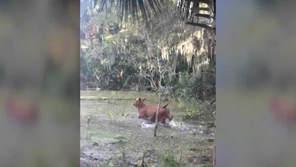 Central Florida has 'jungle cows' after hurricane flooding