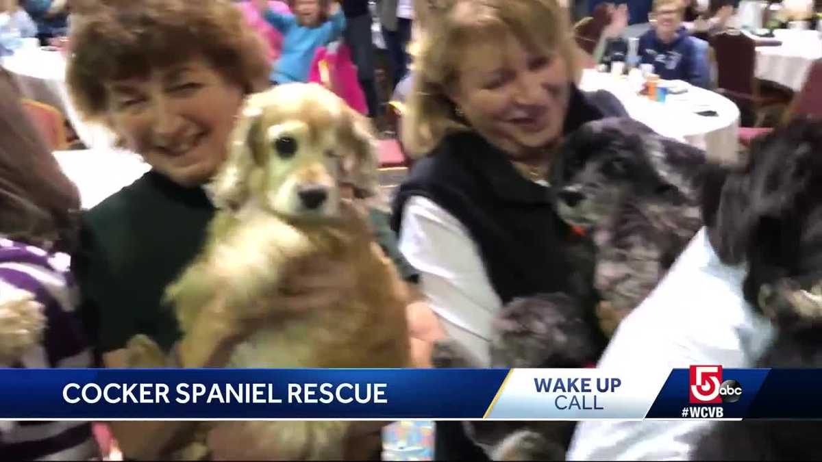 Wake Up Call from Cocker Spaniel Rescue