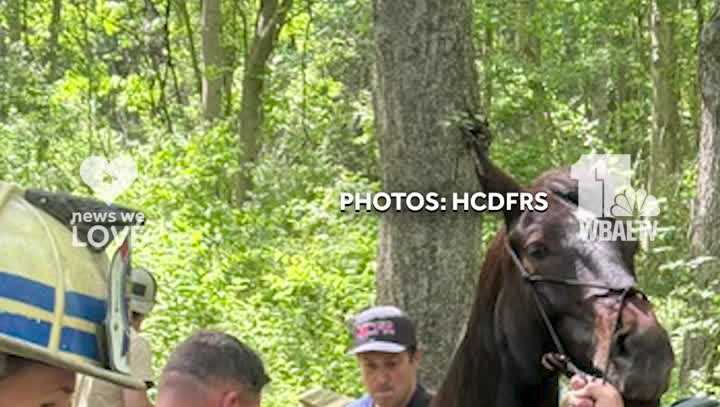 Firefighters rescue horse stuck in bridge