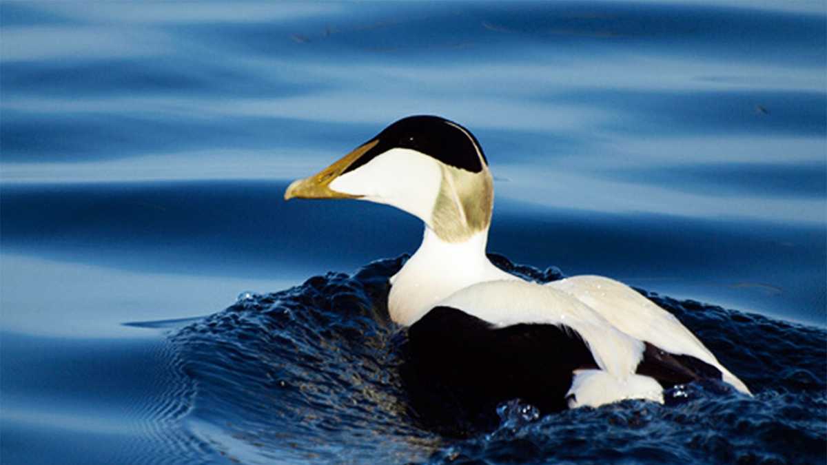 Rare Arctic bird spotted in Moss Landing