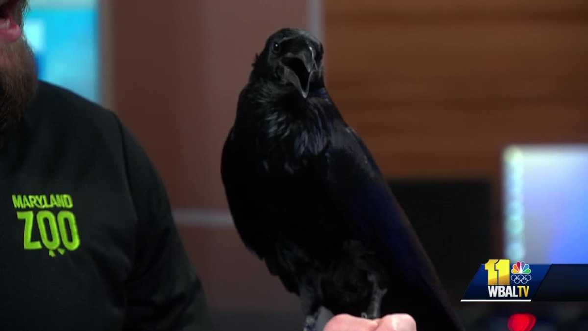 Rise the Raven visits 11 News with The Maryland Zoo