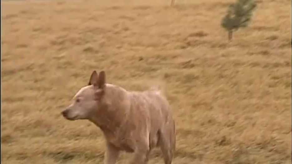 KCCI archives: This is the story of Rusty, an Iowa farmer's 2-legged dog