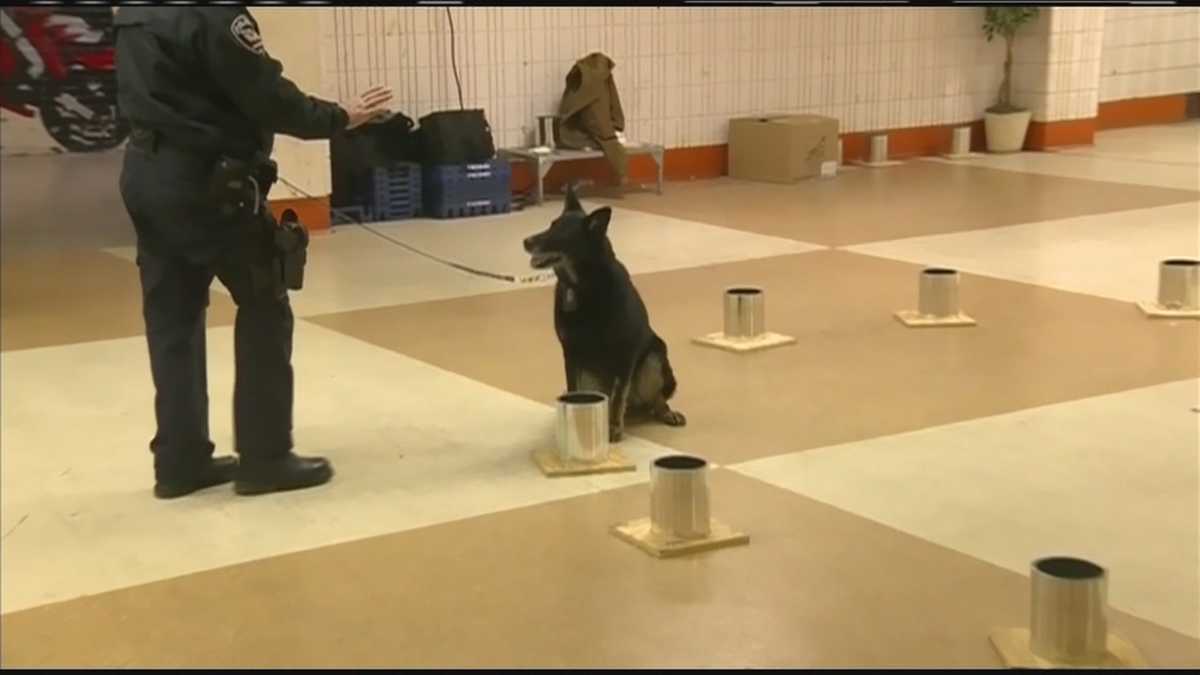 Bomb sniffing dogs being trained to protect Boston Marathon