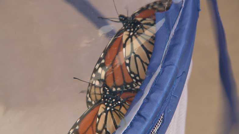 Refuge offers monarch butterfly workshop and count