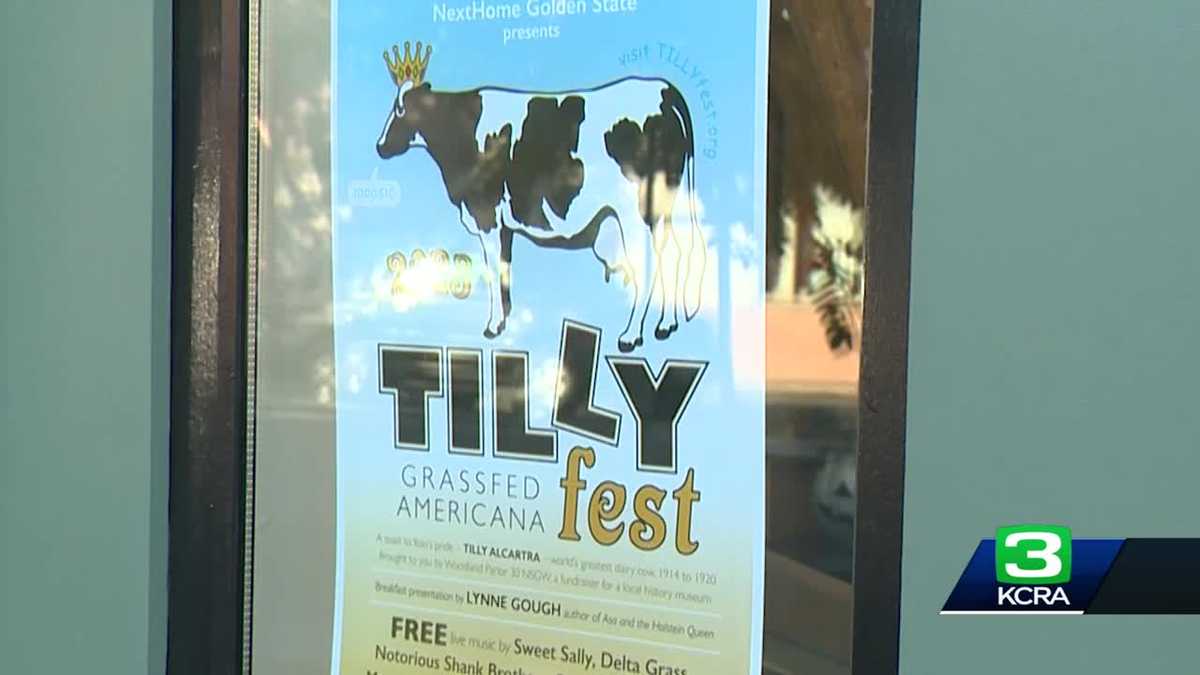 TILLYfest: Here’s why a celebrity cow in Woodland is the focal point of ...