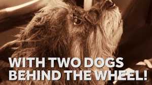 Dogs behind the wheel!