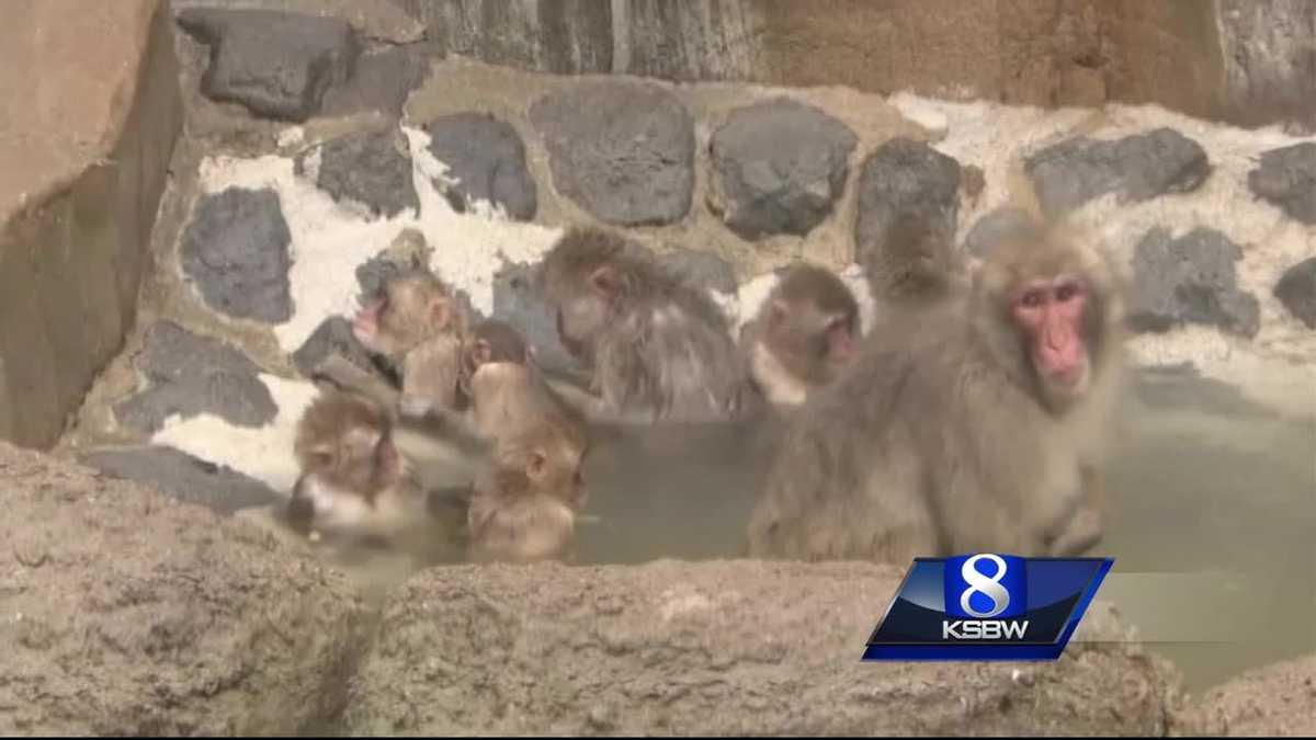 Animal Stories with Dan Green : monkey's in a hot tub
