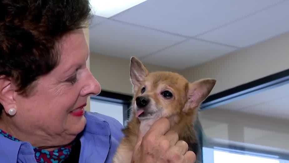Clear The Shelters | Meet adoptable dogs at Marion County Animal Services