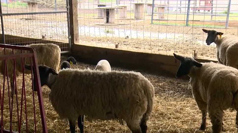 Modesto’s Dutch Hollow Farms to bring back Baby Animal Days following ...