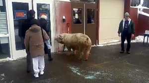 Watch: 600 pound pig tries to vote in New Hampshire