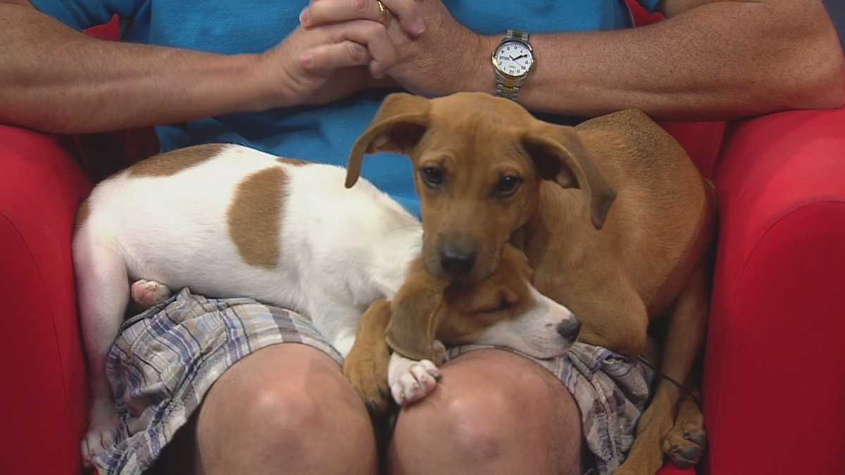 SAAP super adoption weekend