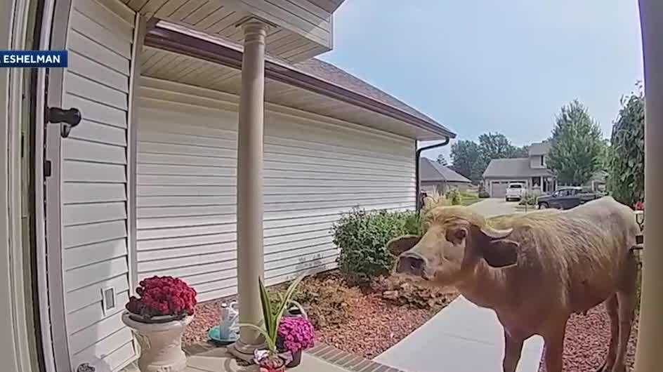Iowa water buffalo rescue body camera footage