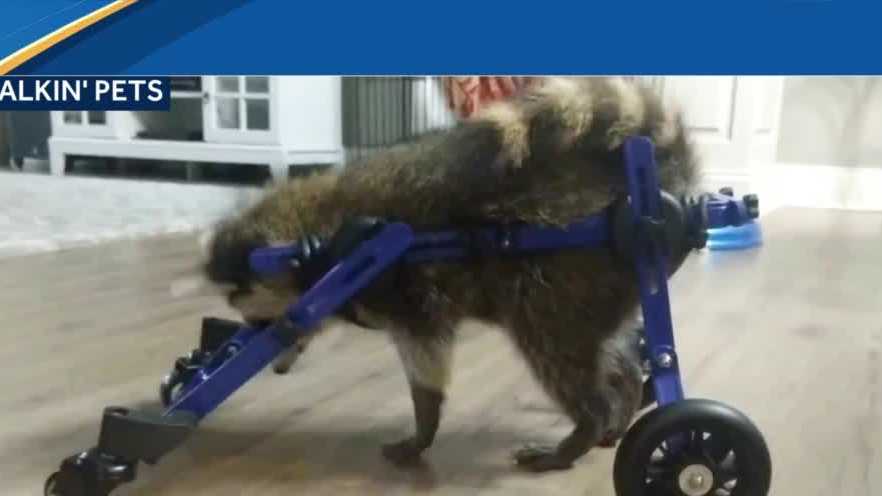 NH company develops wheelchair for baby raccoon with brain injury