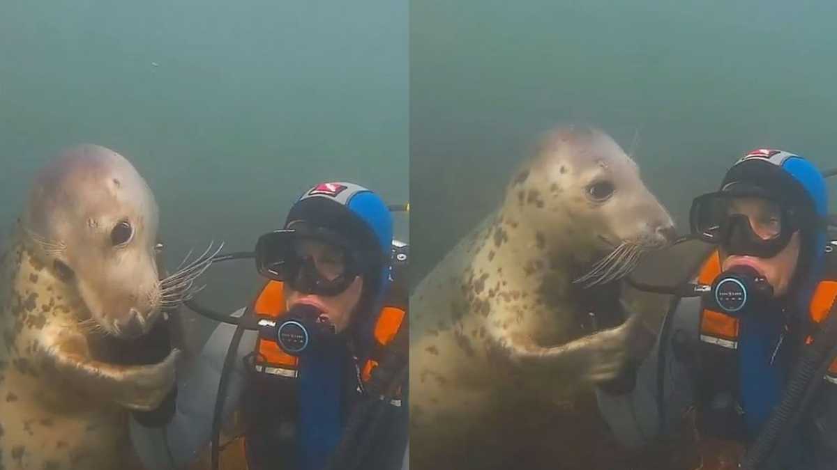 Diver shares adorable video of seal hugging him Diver shares adorable video of seal hugging him