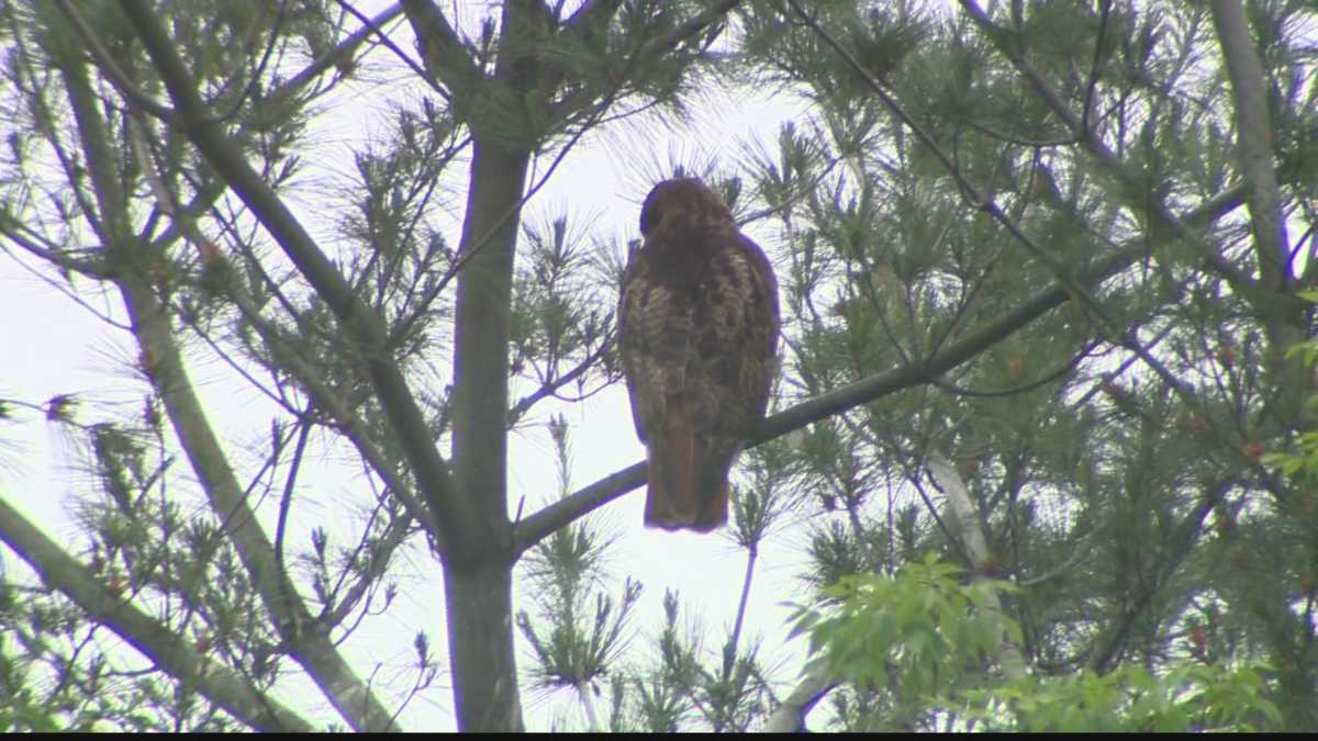 Hawk hatchlings moved from nest after attacks on residents