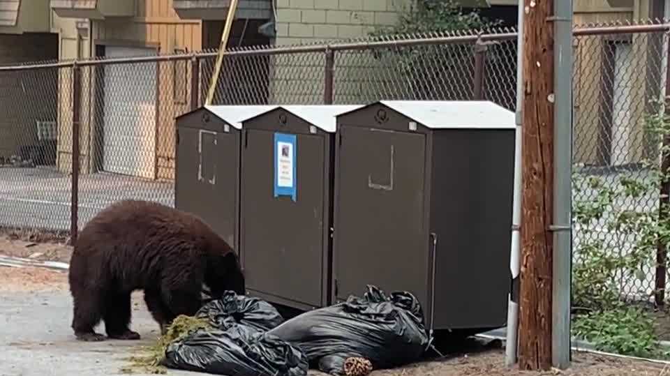 Bear break-ins increased in South Lake Tahoe evacuation zones